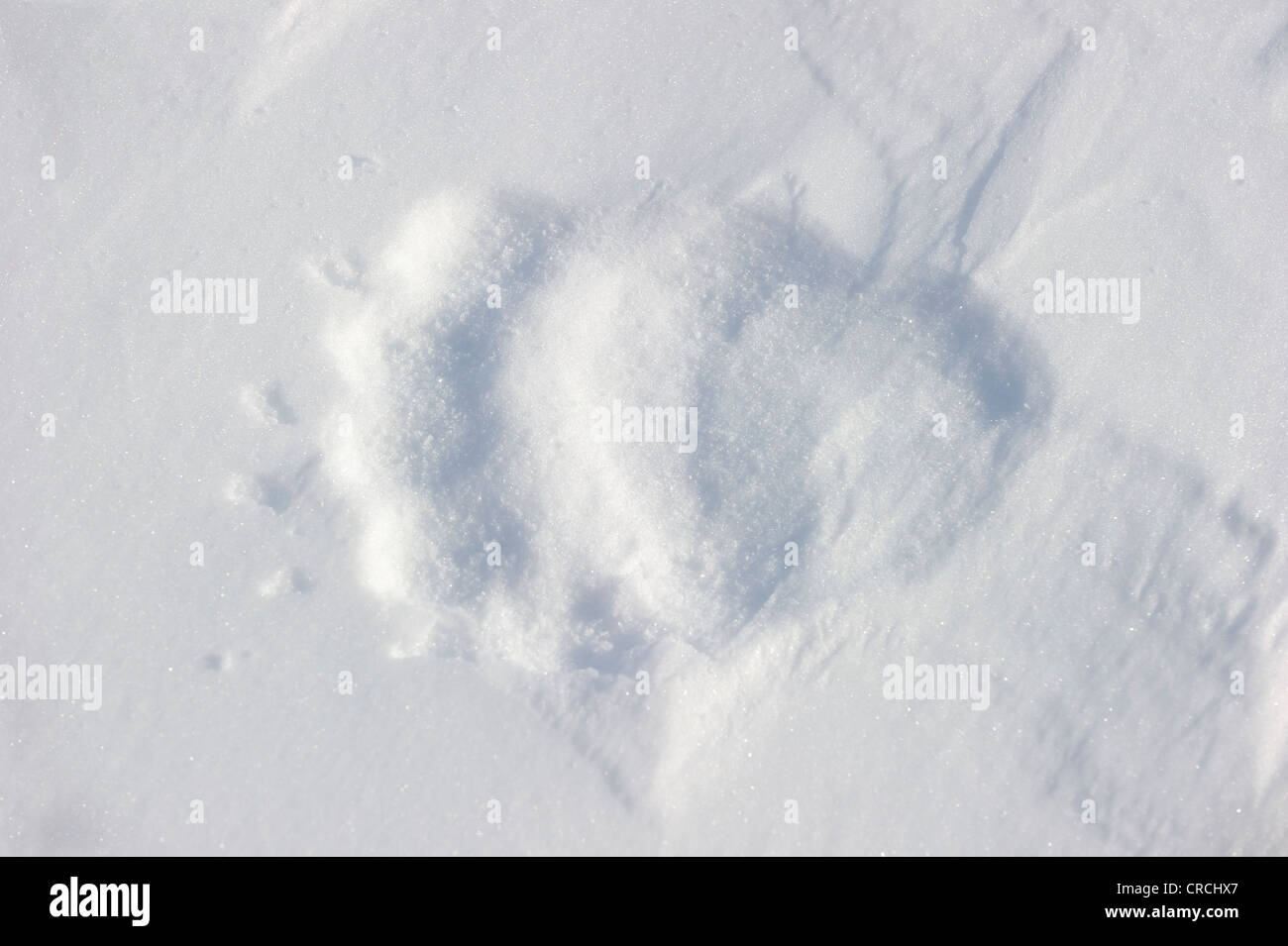 Polar bear footprint hi-res stock photography and images - Alamy
