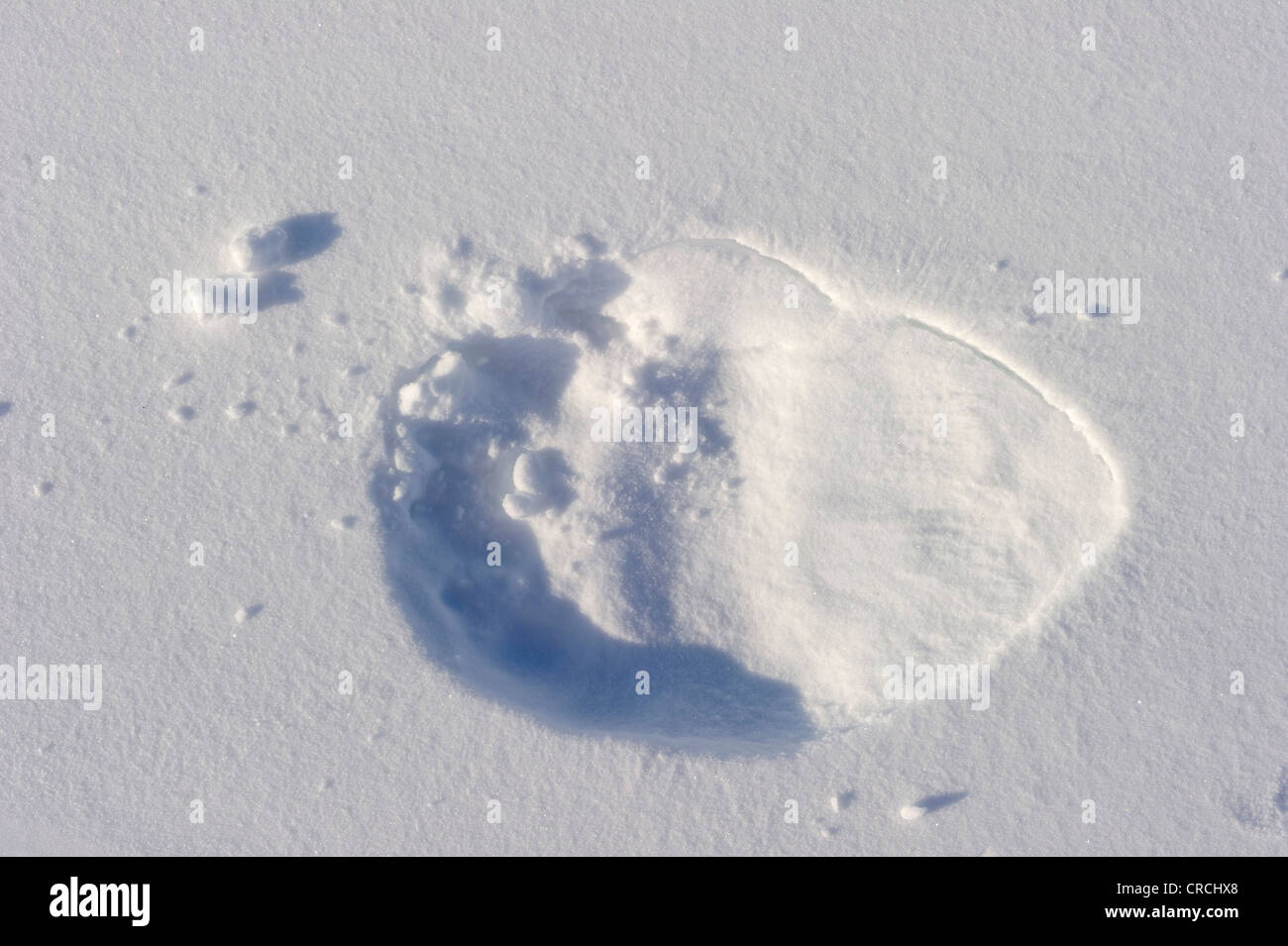 Polar bear footprint hi-res stock photography and images - Alamy