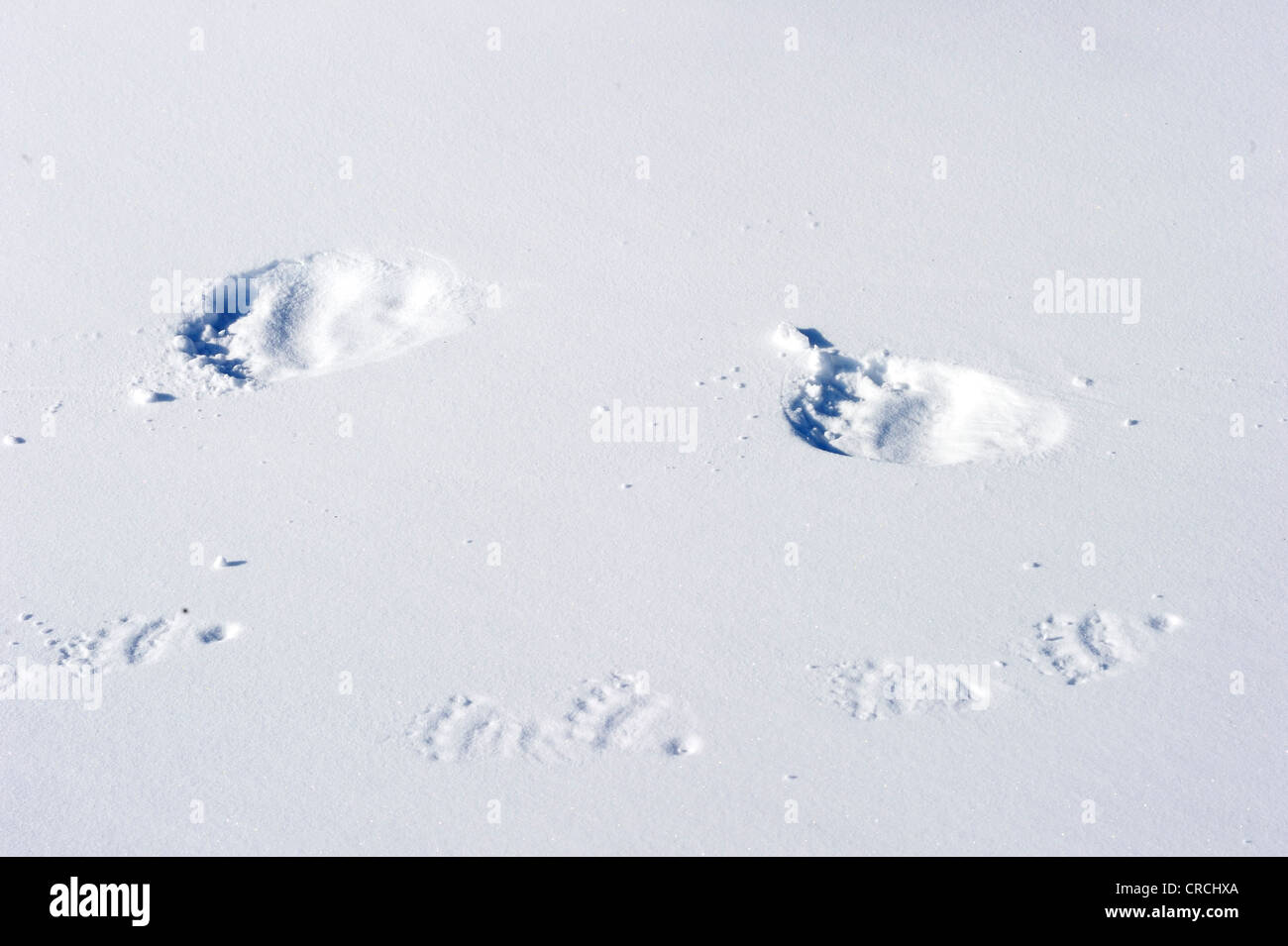 Tracks of Polar bear sow (Ursus maritimus) and a cub in the snow Stock ...