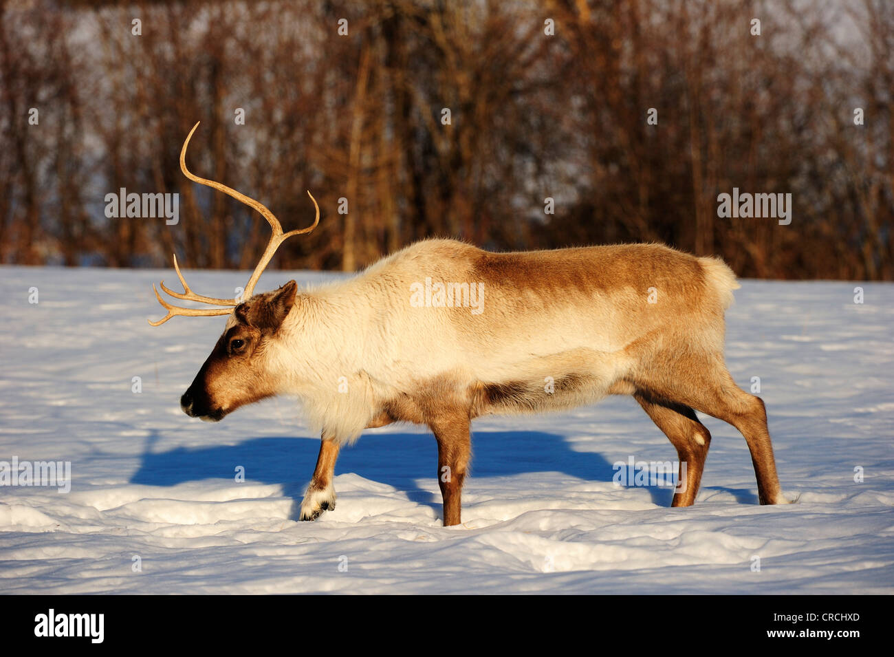 Inuit Food Caribou