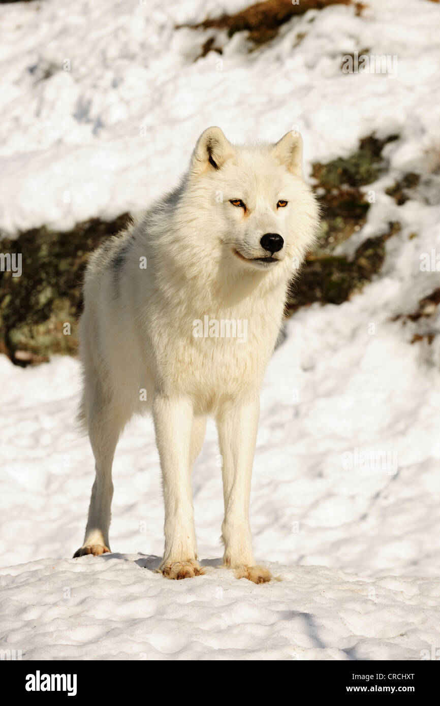 Arctic Wolf Full Body