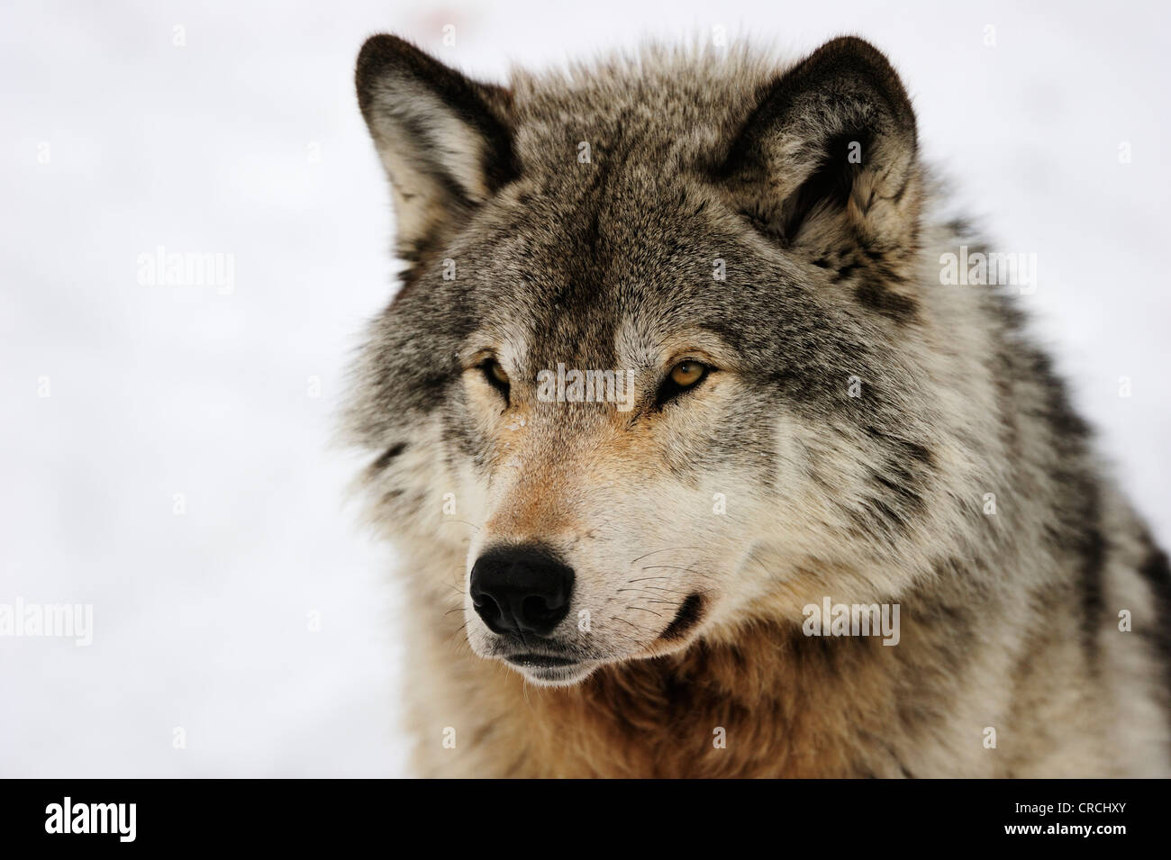 Grey Wolf Face