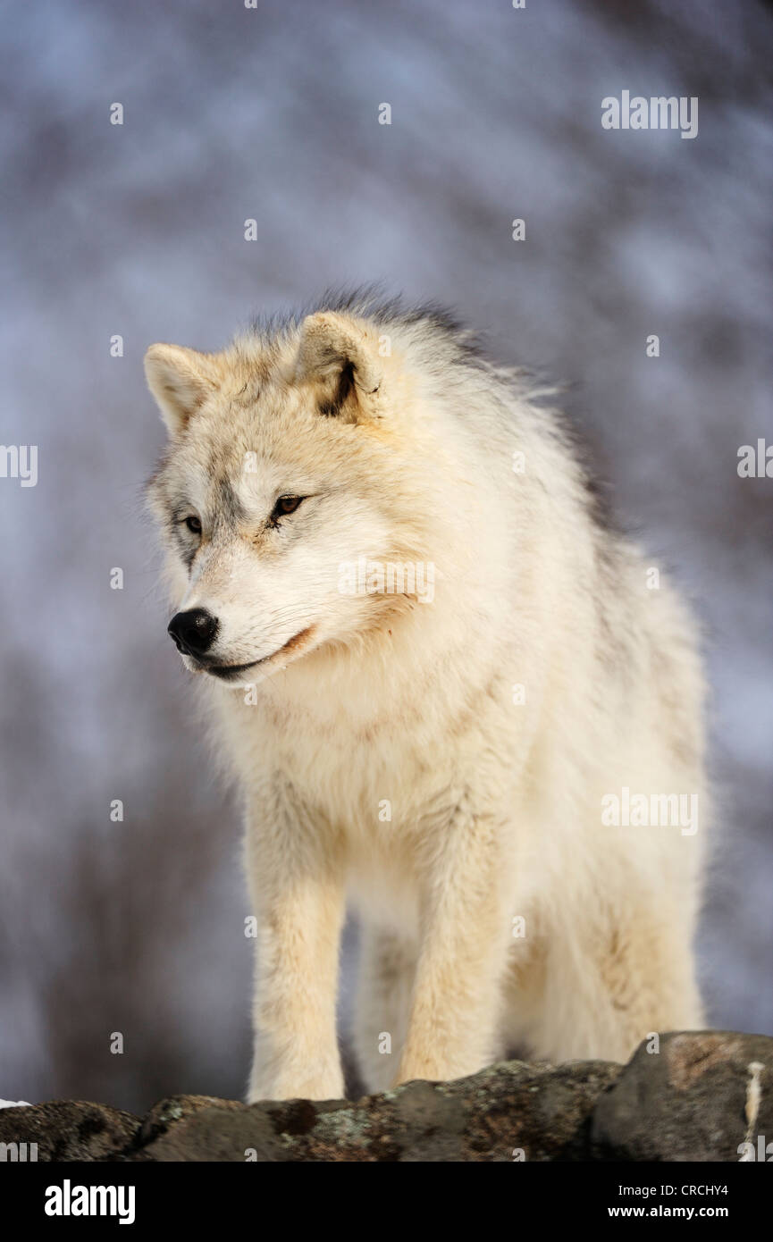 White arctic wolf hi-res stock photography and images - Alamy