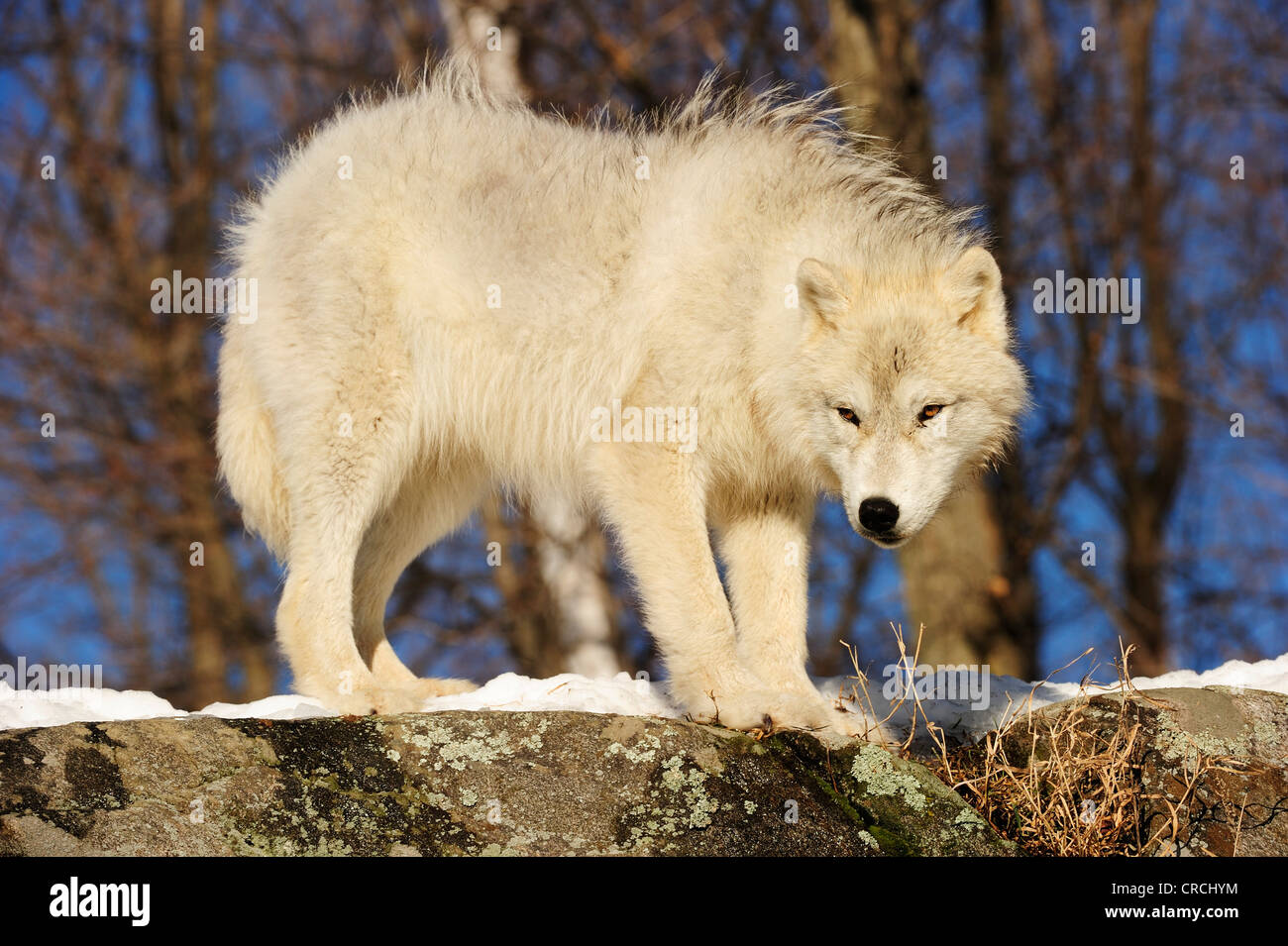Grey wolf standing on rocks hi-res stock photography and images - Alamy