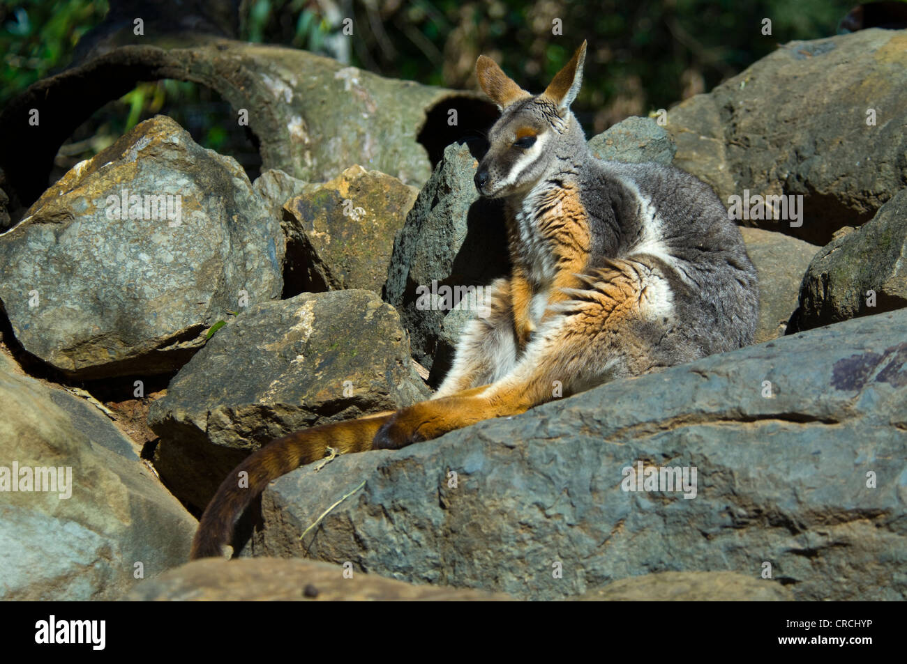 Yellow-footed Rock Wallaby (Petrogale xanthopus) Captive Stock Photo ...
