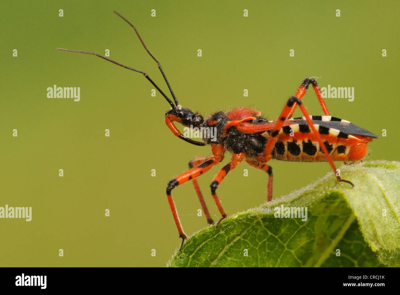 assassin bug (Rhinocoris iracundus), on a leaf, Germany, Brandenburg ...