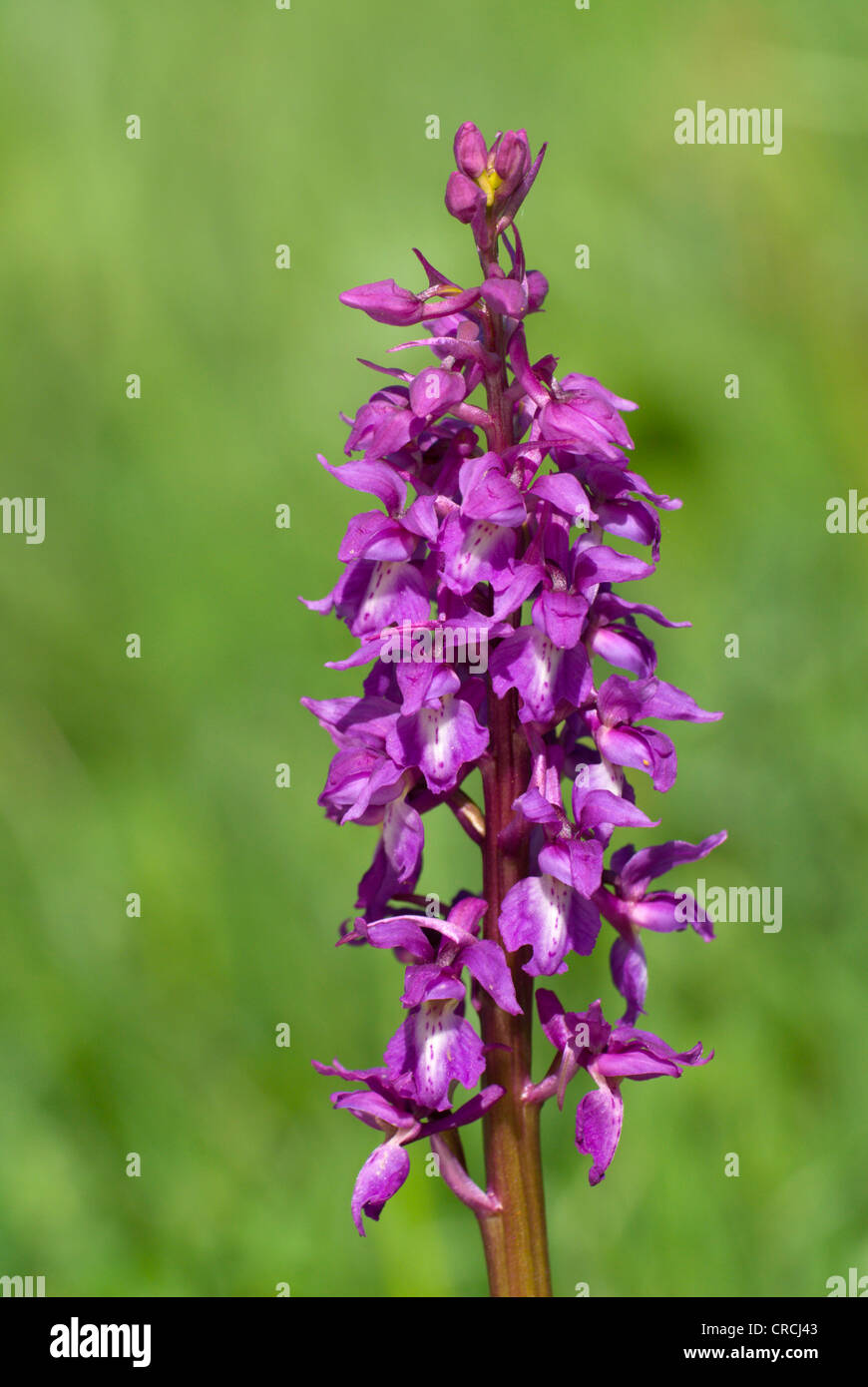early-purple orchid (Orchis mascula), inflorescence, Germany, Saarland ...