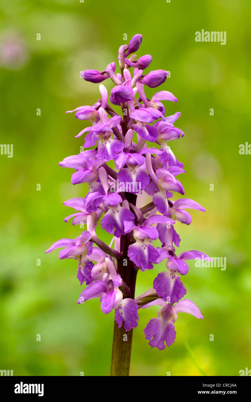 early-purple orchid (Orchis mascula), inflorescence, Germany, Saarland ...