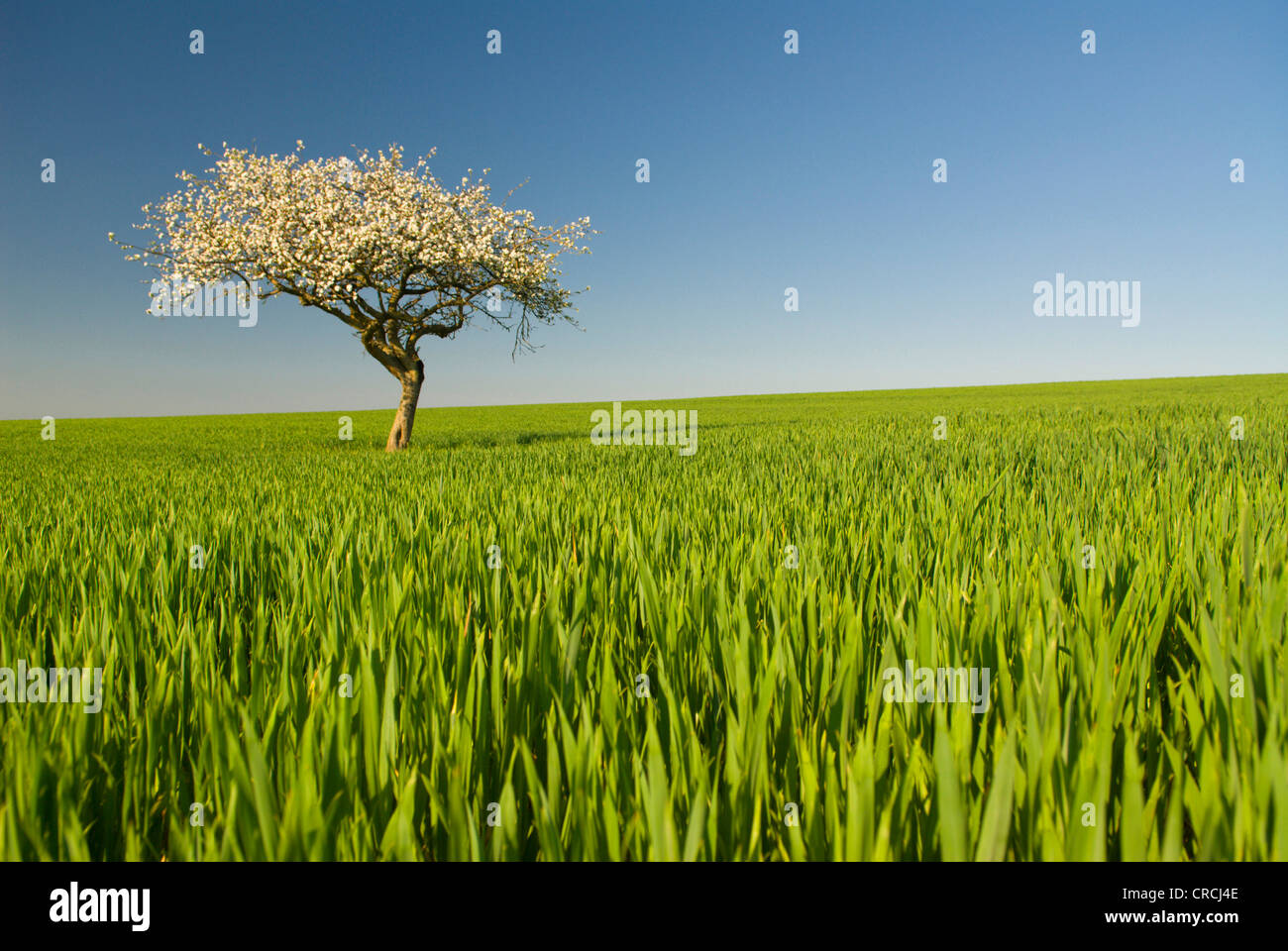 apple tree (Malus domestica), blooming fruit tree in corn field ...