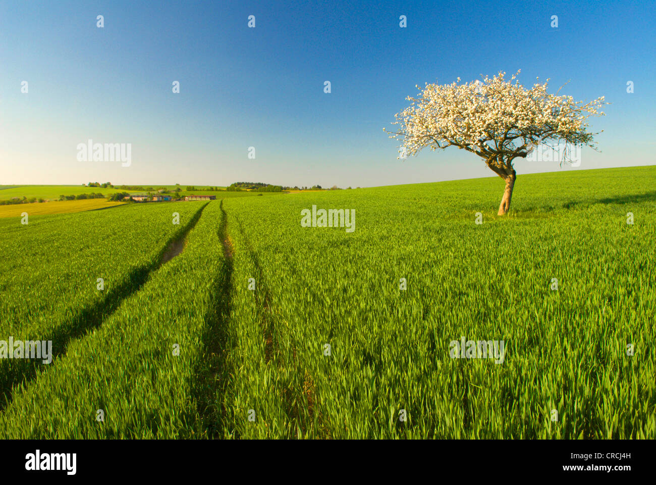 apple tree (Malus domestica), blooming fruit tree in corn field ...