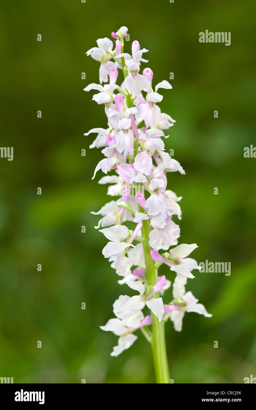 early-purple orchid (Orchis mascula), white morph, Germany, Saarland ...