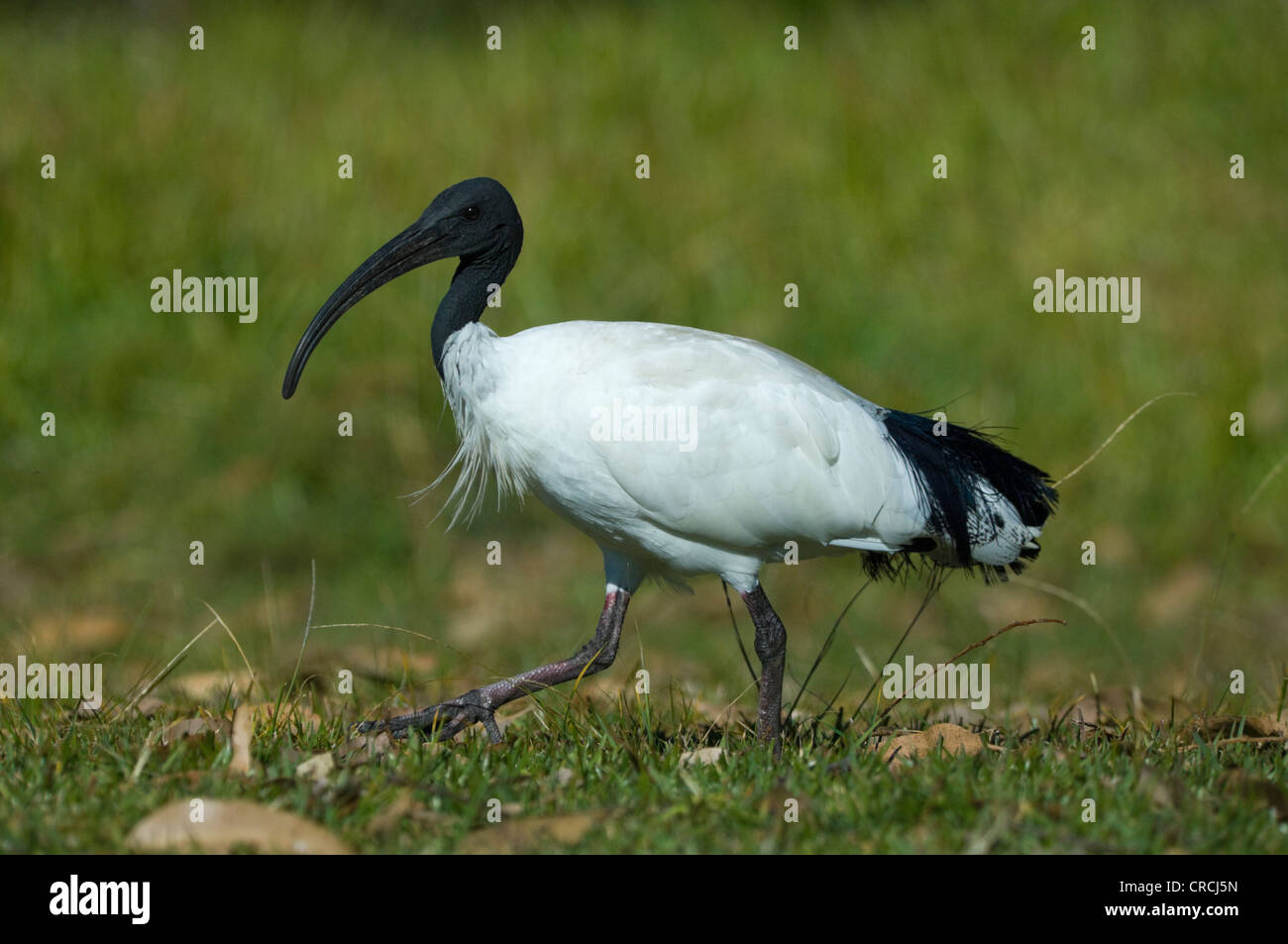 Australian Ibis Bird High Resolution Stock Photography and Images - Alamy