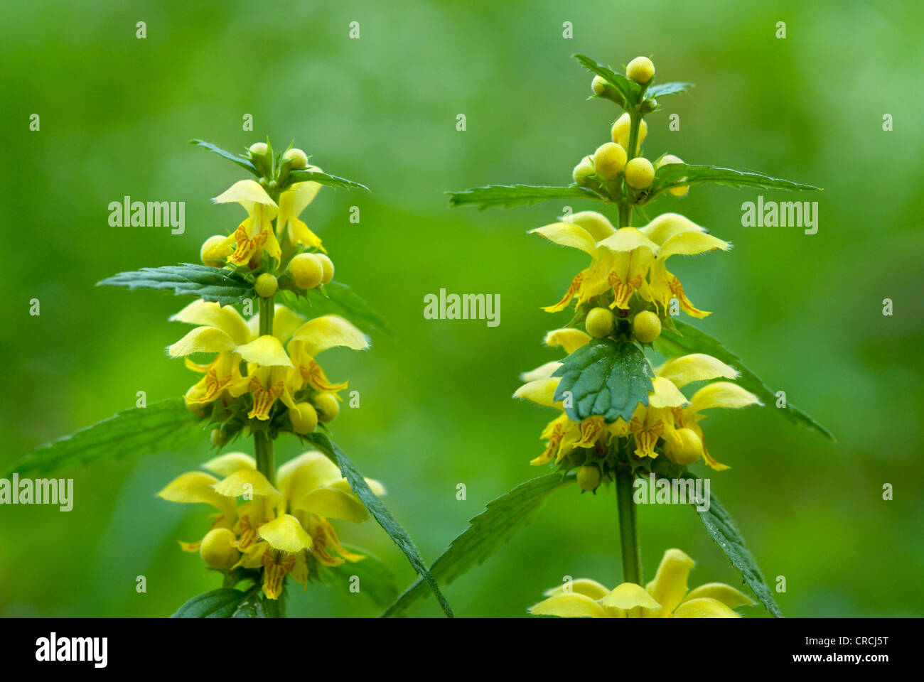 yellow dead-nettle (Lamium galeobdolon), blooming, Germany, Saarland ...