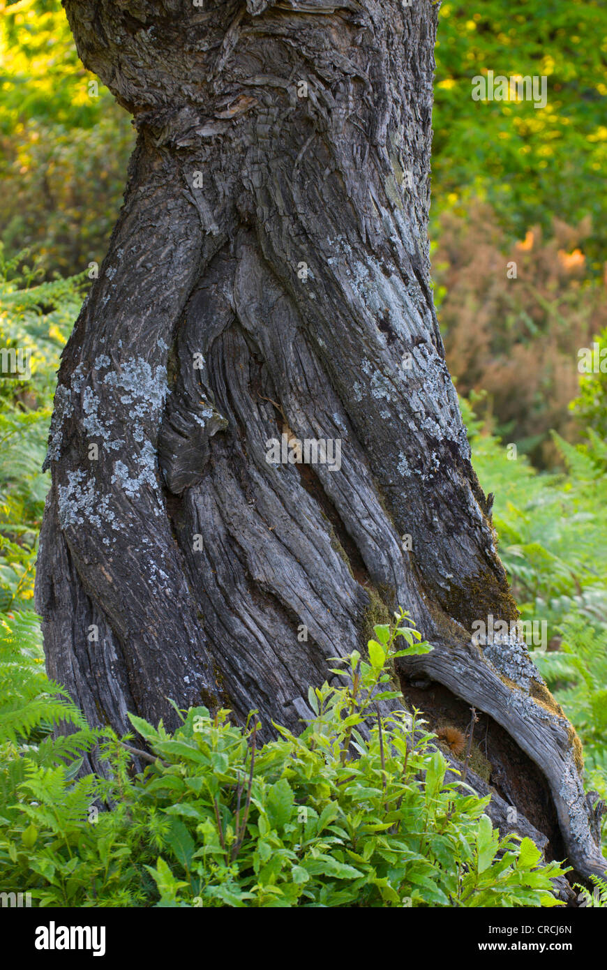 Spanish chestnut, sweet chestnut (Castanea sativa), contorted trunk ...