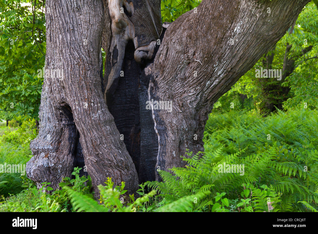 Spanish chestnut, sweet chestnut (Castanea sativa), burned and split ...