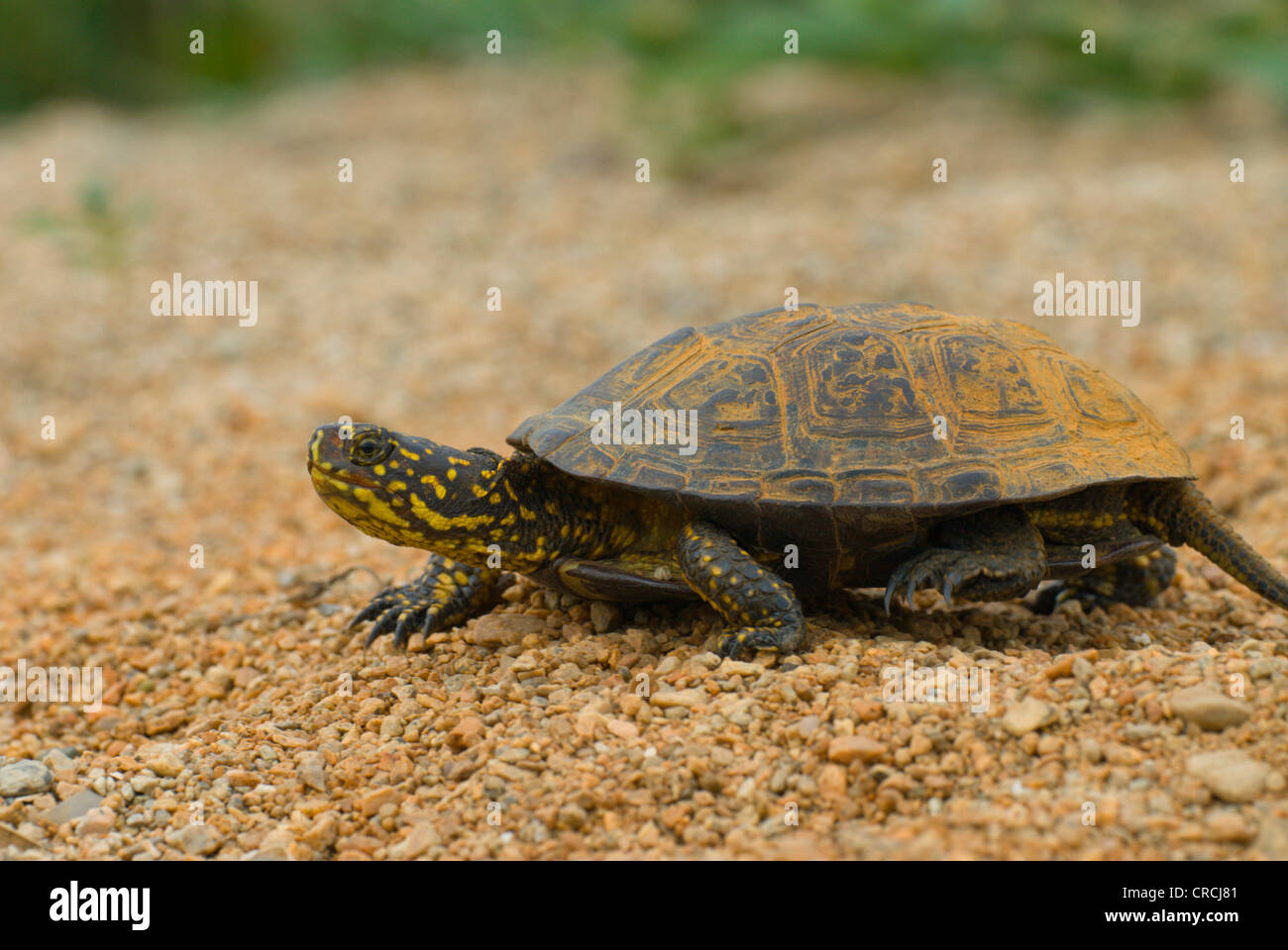 European pond terrapin, European pond turtle, European pond tortoise ...