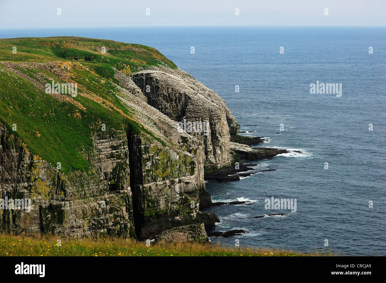 The bird cliffs of Cape St. Mary's, Newfoundland, Canada, North America ...