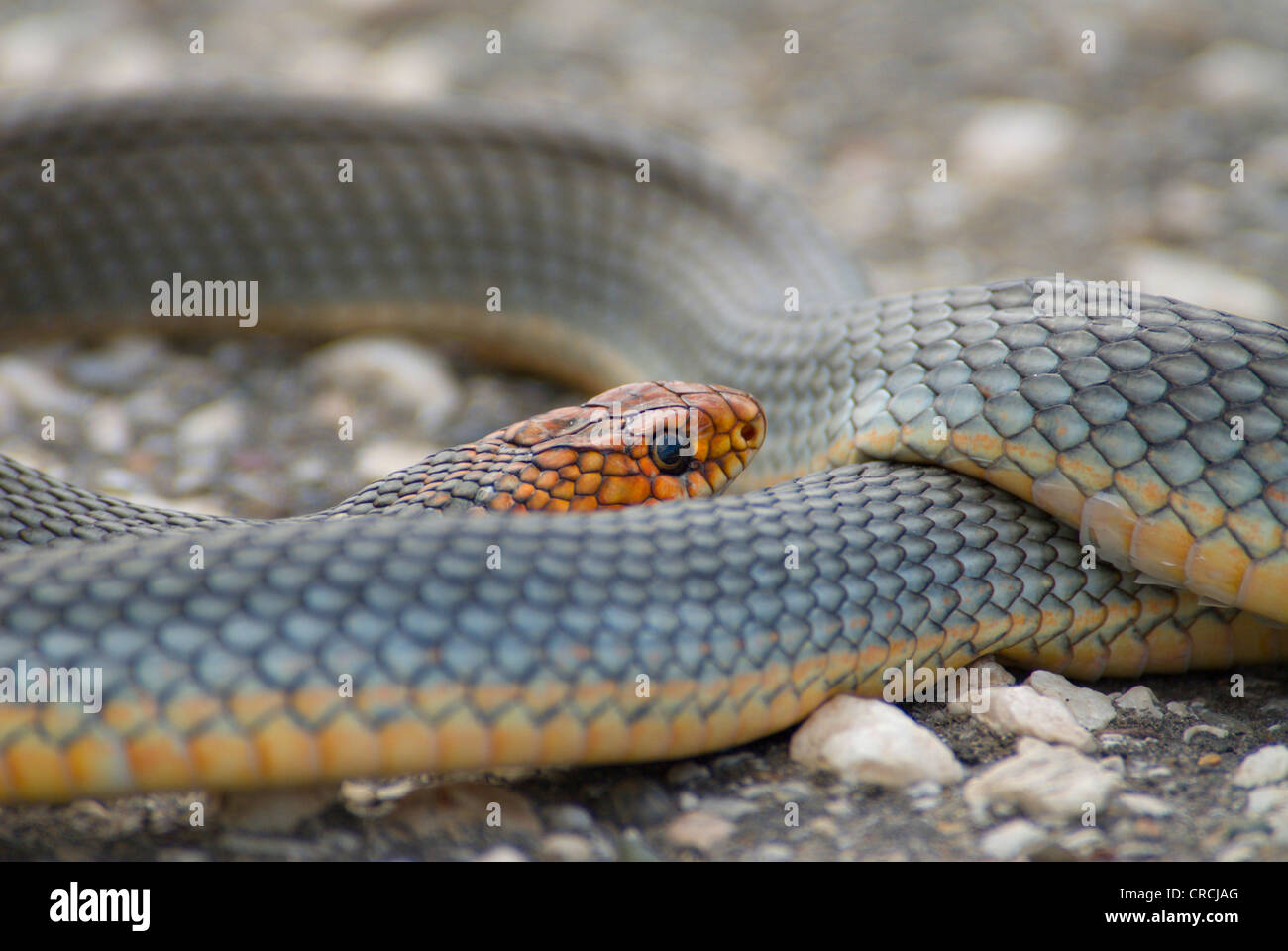 Large Whip Snake (Dolichophis caspius, Coluber caspius), on a street ...