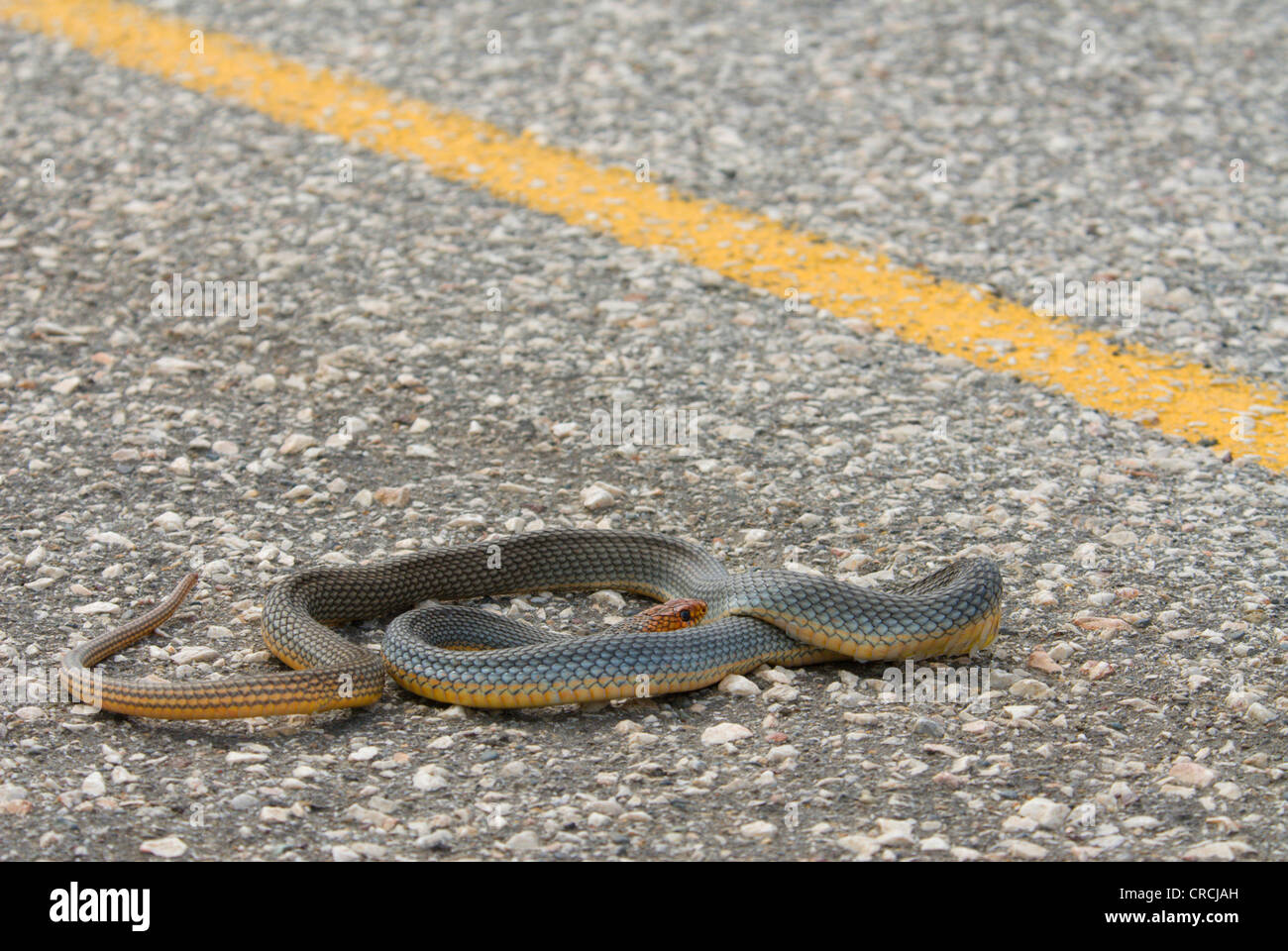 Large Whip Snake (Dolichophis caspius, Coluber caspius), on a street ...