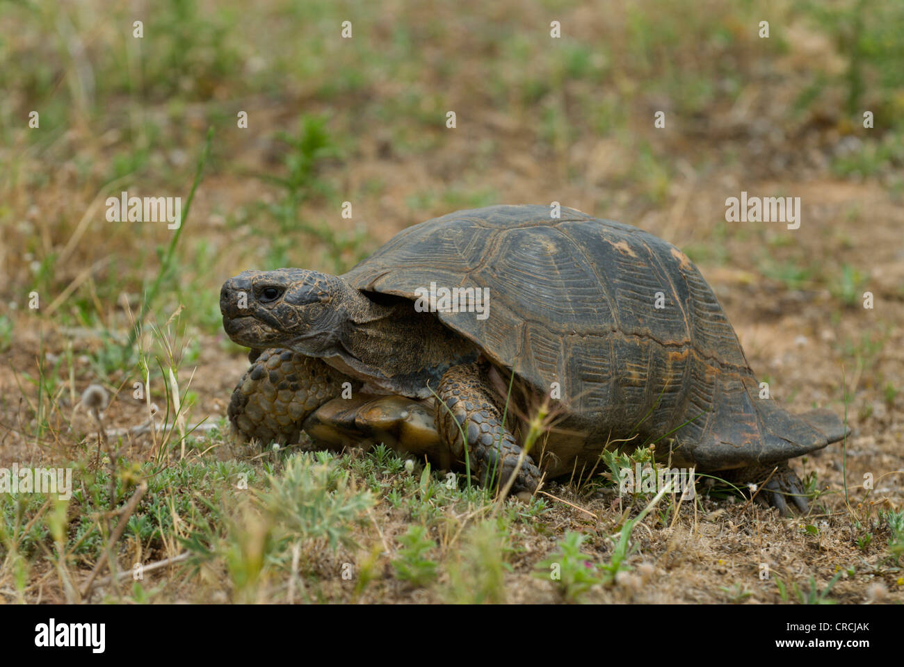 margined tortoise, marginated tortoise (Testudo marginata), walking ...