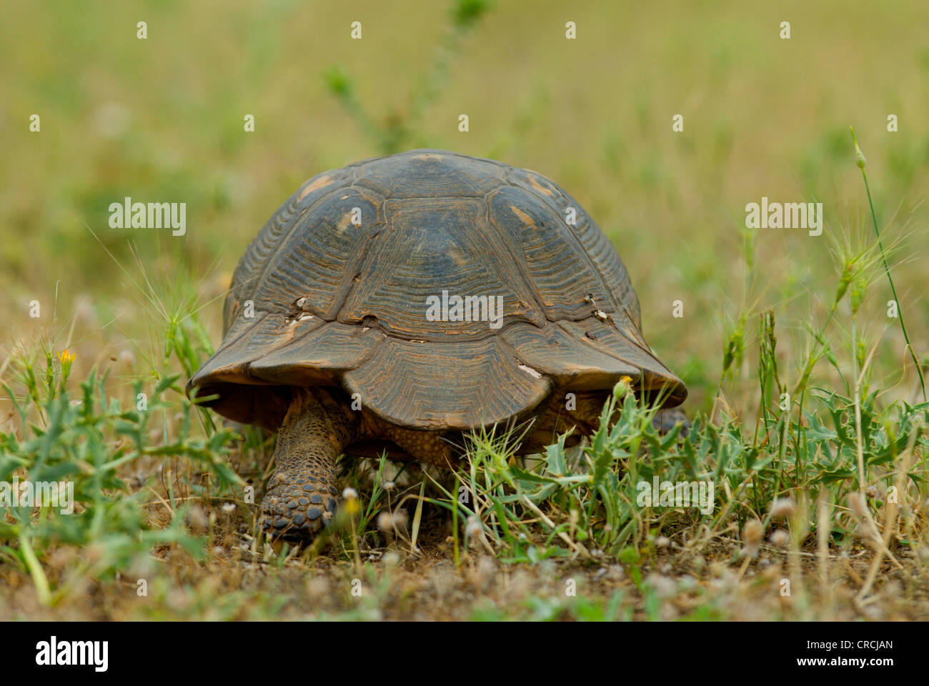 margined tortoise, marginated tortoise (Testudo marginata), walking ...