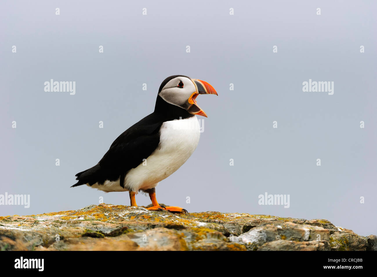 Newfoundland canada birds hi-res stock photography and images - Alamy