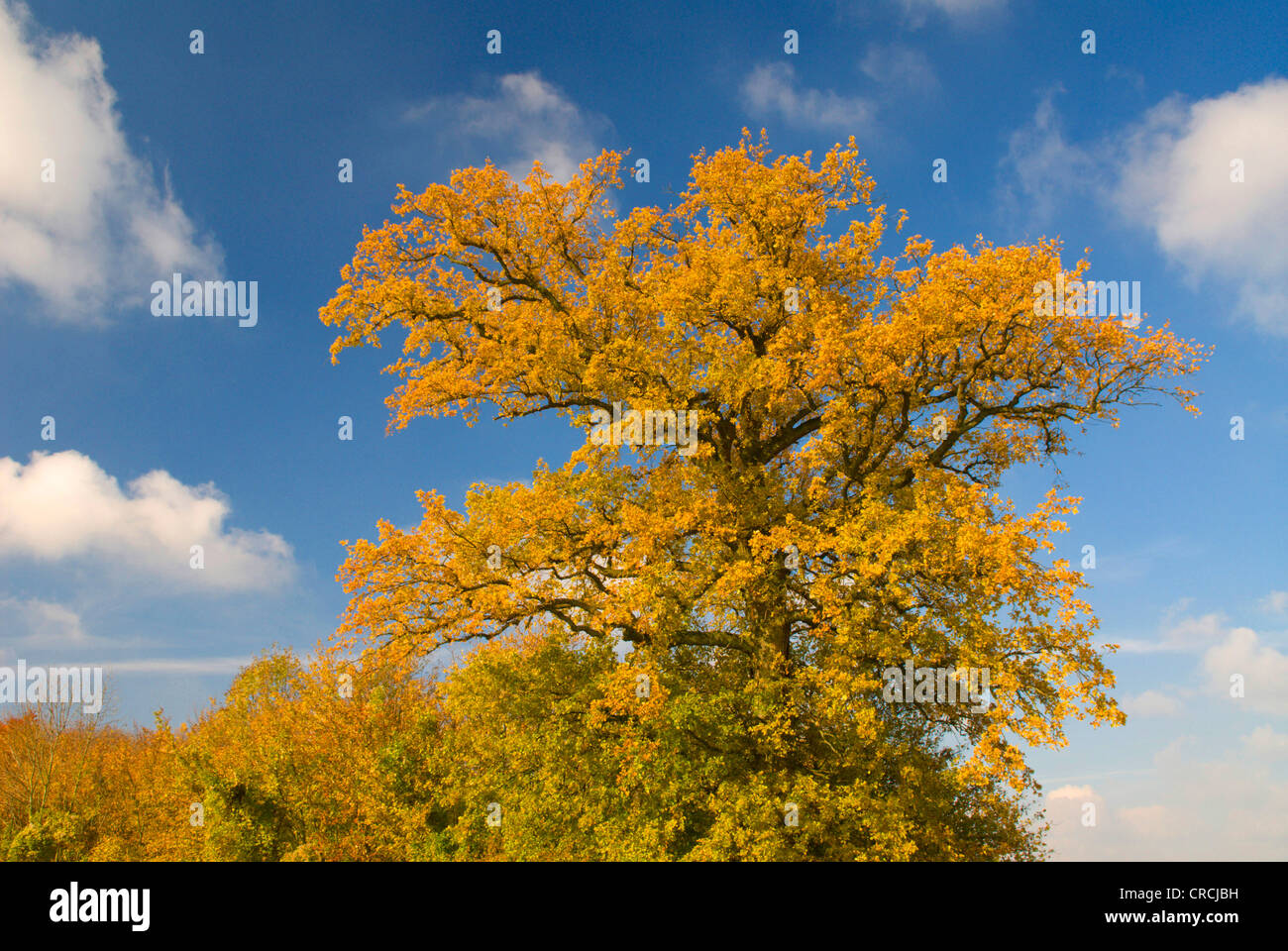 English oak tree quercus robur in autumn colours hi-res stock ...