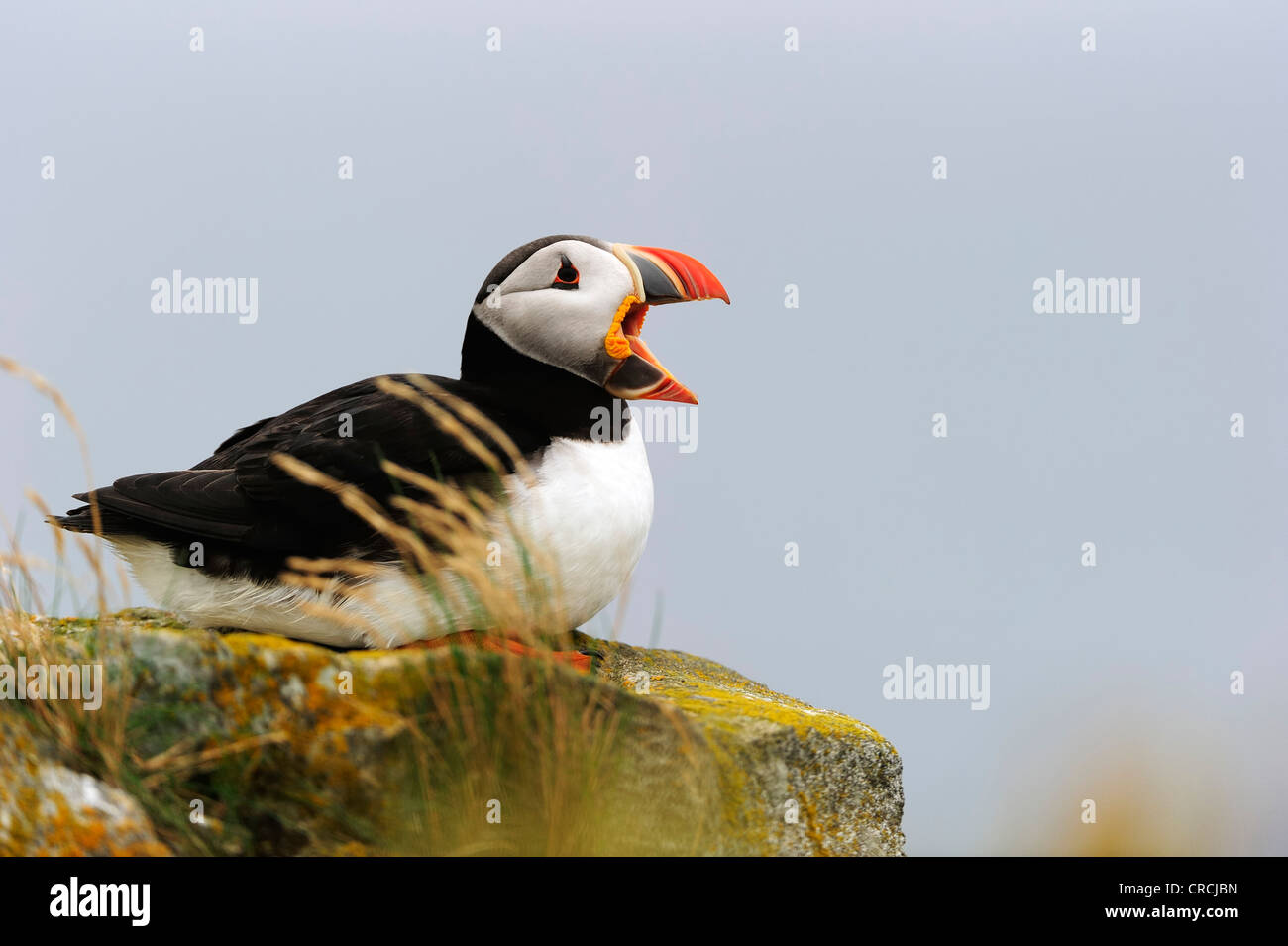 Atlantic puffin newfoundland hi-res stock photography and images - Alamy