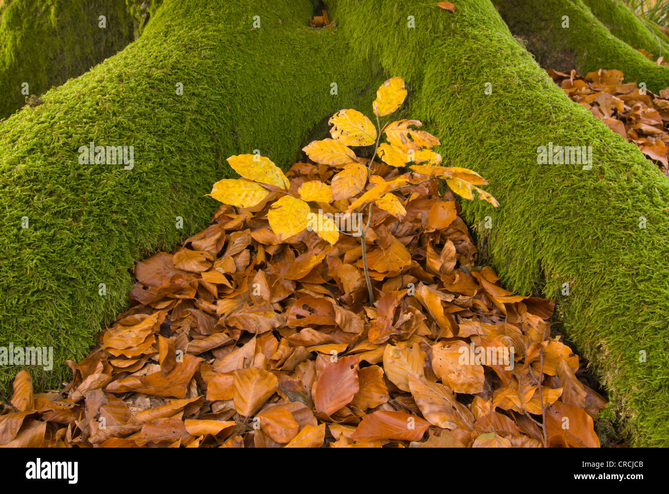 common beech (Fagus sylvatica), sapling between mossy roots, France ...