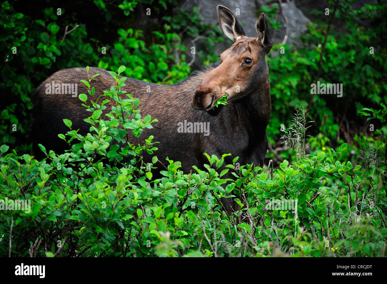 Moose (Alces alces), Newfoundland, Canada, North America Stock Photo ...