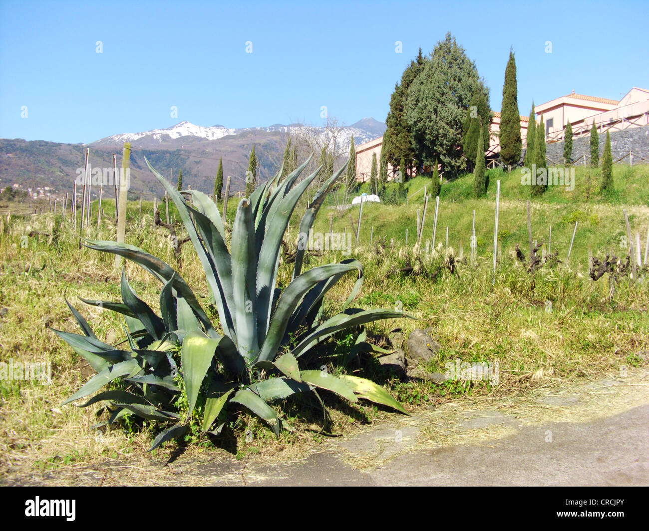 Century plant agave americana hi-res stock photography and images - Alamy