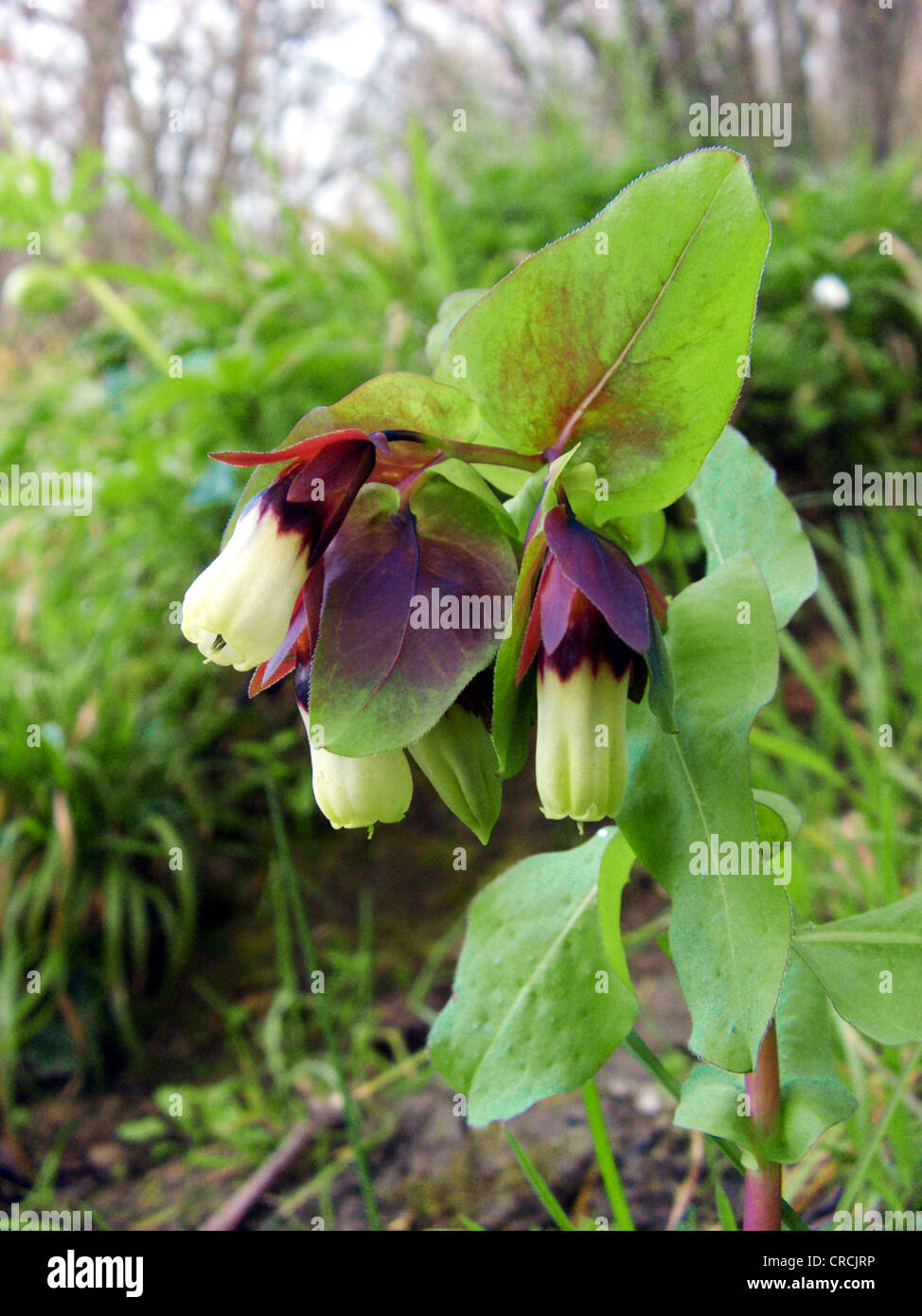 Cerinthe hi-res stock photography and images - Alamy