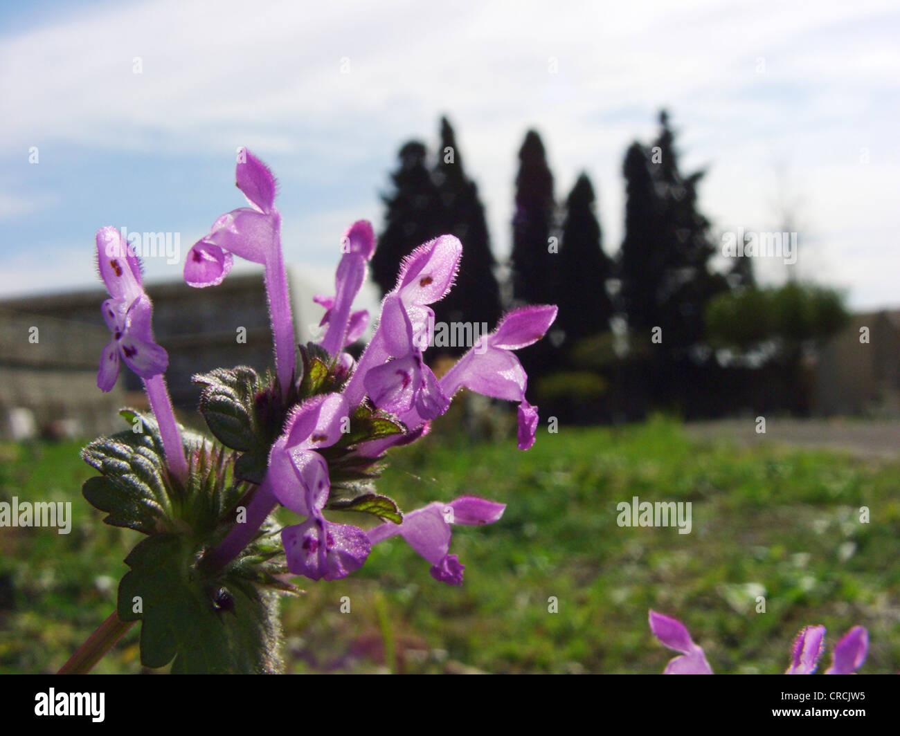 henbit dead-nettle, common deadnettle (Lamium amplexicaule), blooming ...