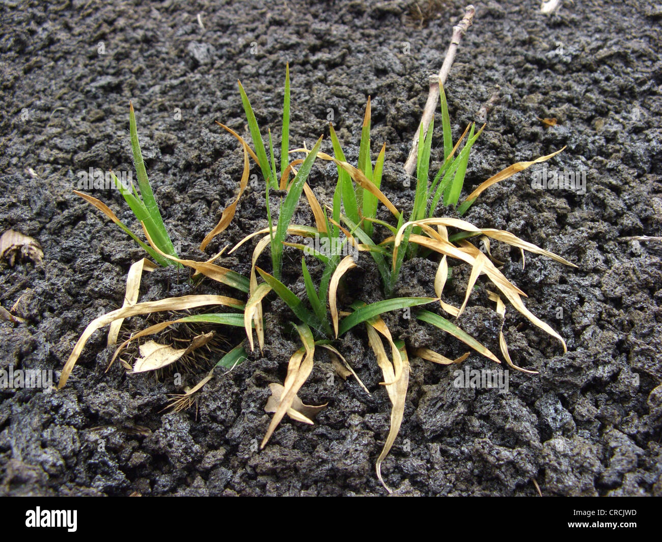 Lava Volcano Plant High Resolution Stock Photography and Images - Alamy