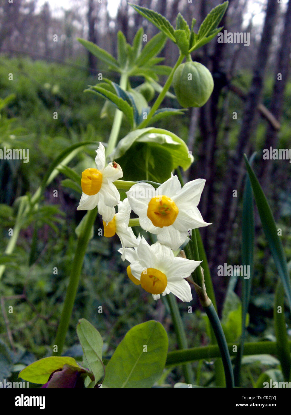Native plant of sicily hi-res stock photography and images - Alamy