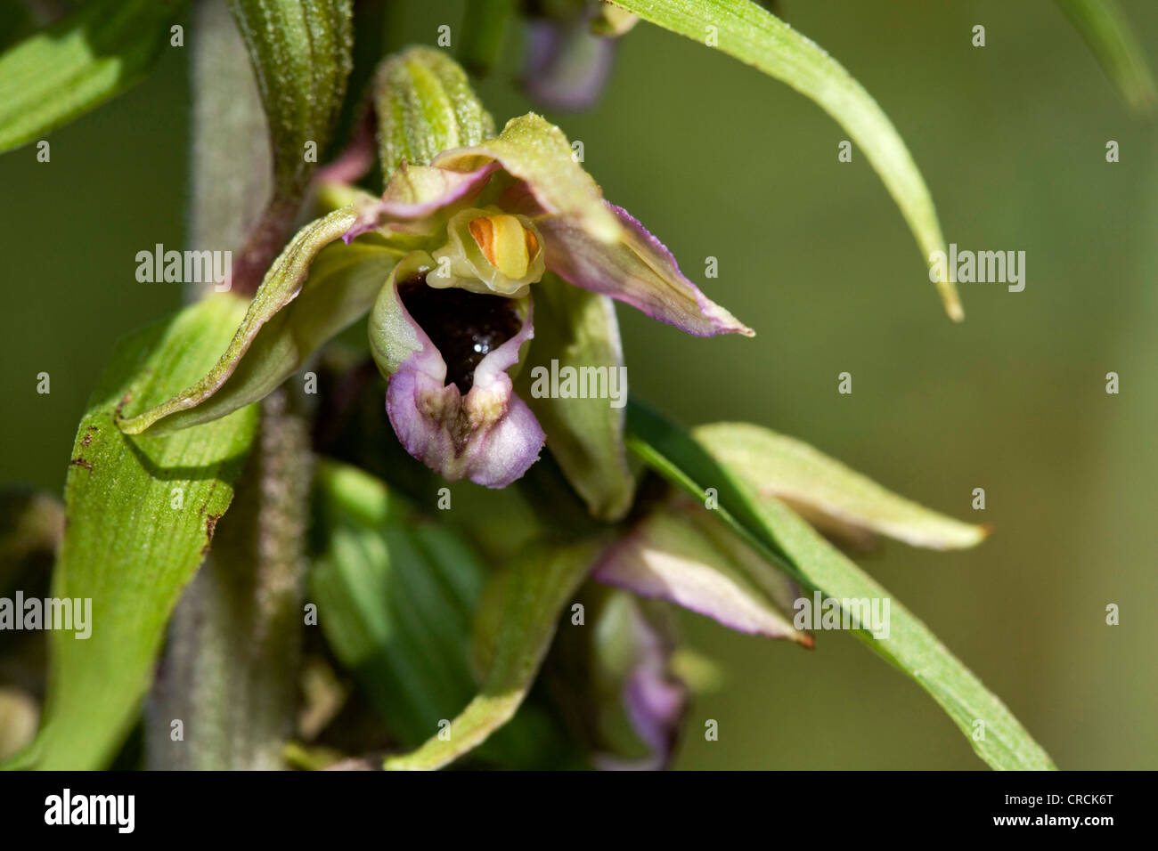 broad-leaved helleborine, eastern helleborine (Epipactis helleborine ...