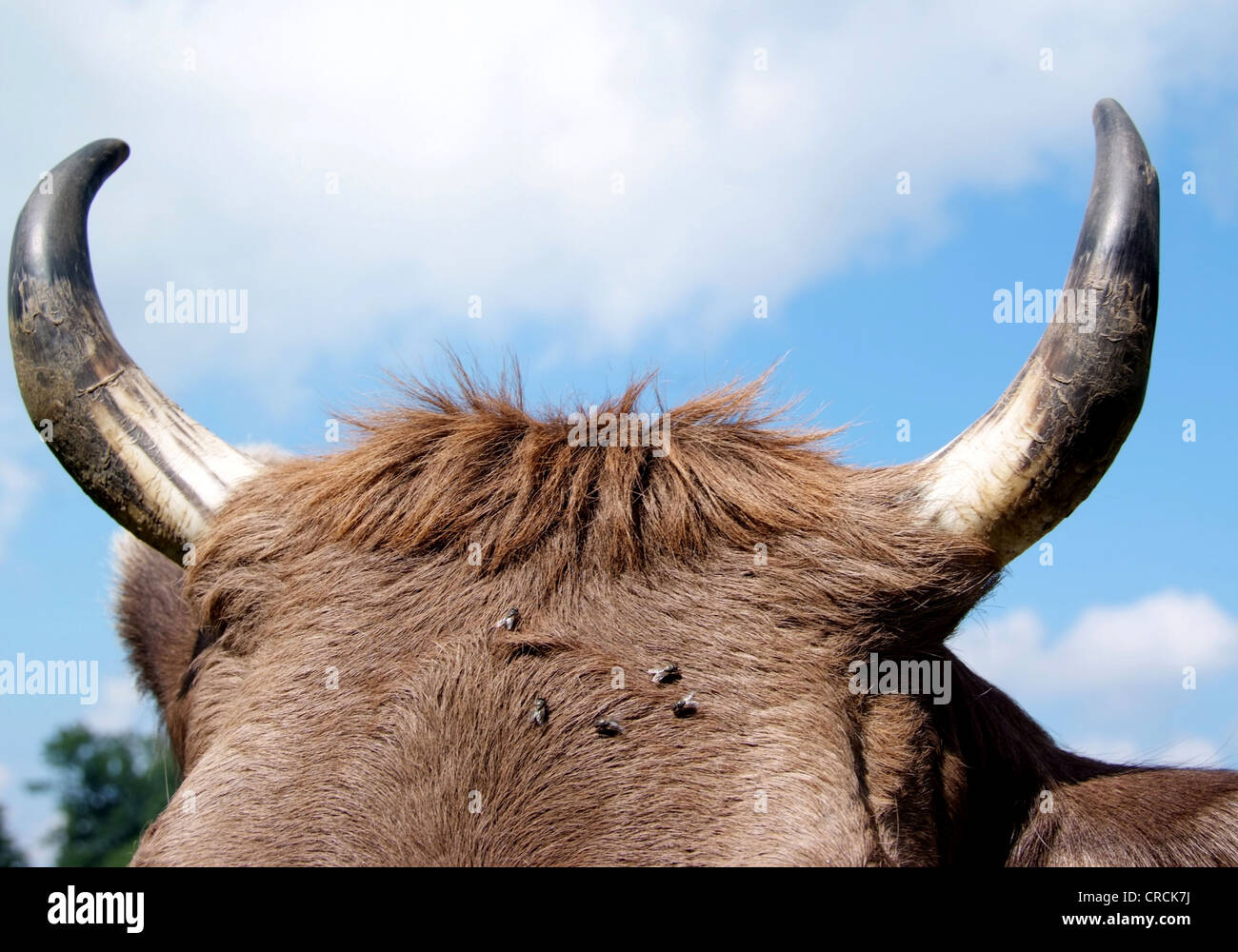 domestic cattle (Bos primigenius f. taurus), eye with flies Stock Photo ...