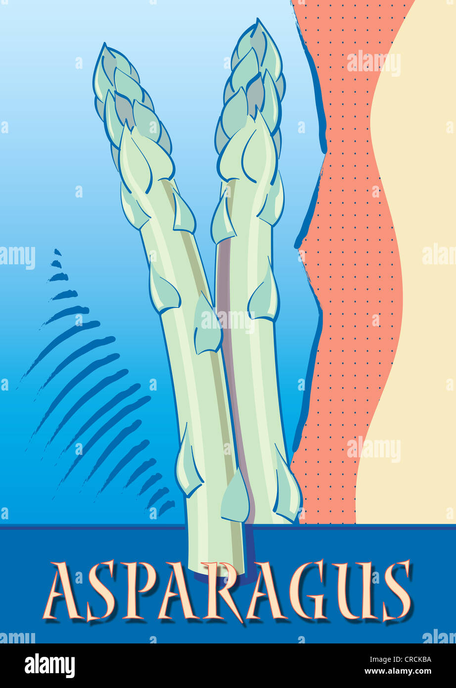 Asparagus officinalis illustration hi-res stock photography and images ...