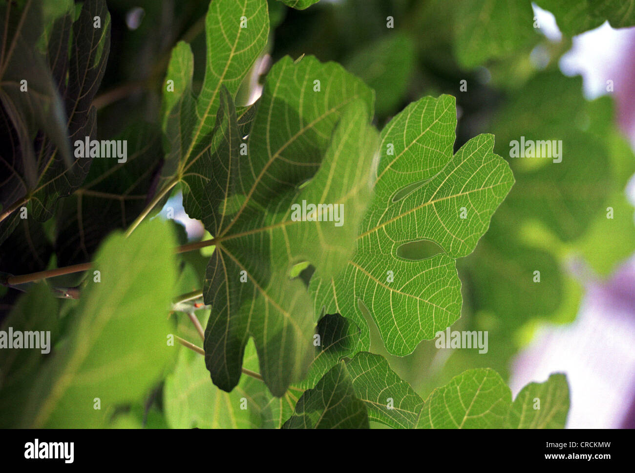Leaves of a tree Stock Photo - Alamy