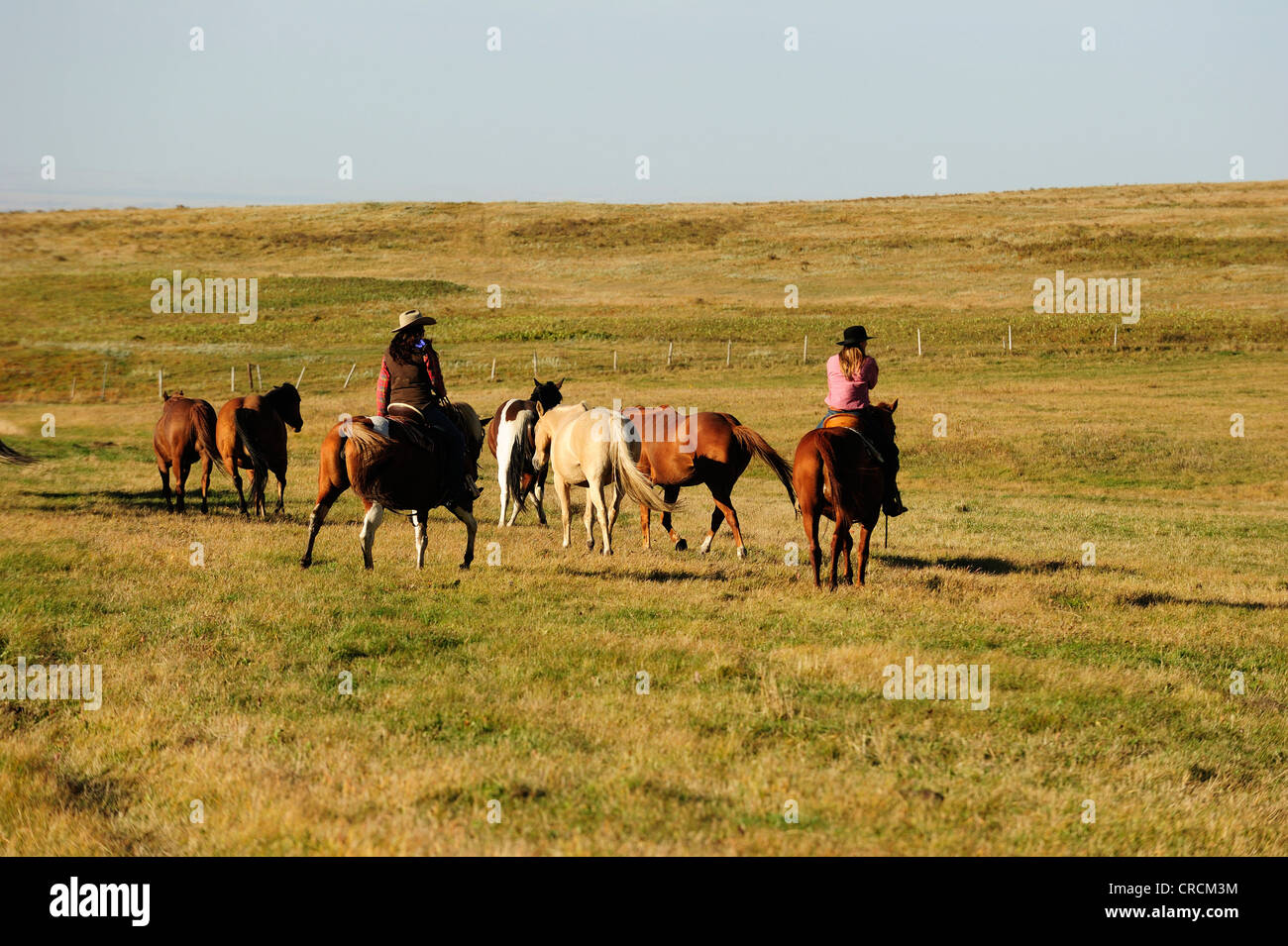 Cowboy driving horses hi-res stock photography and images - Alamy