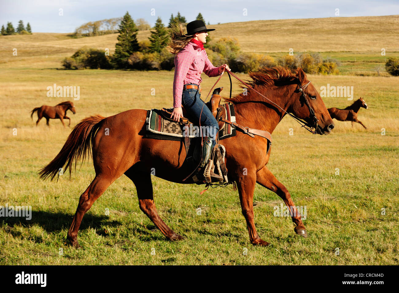 Cowboy Driving Horses High Resolution Stock Photography and Images - Alamy