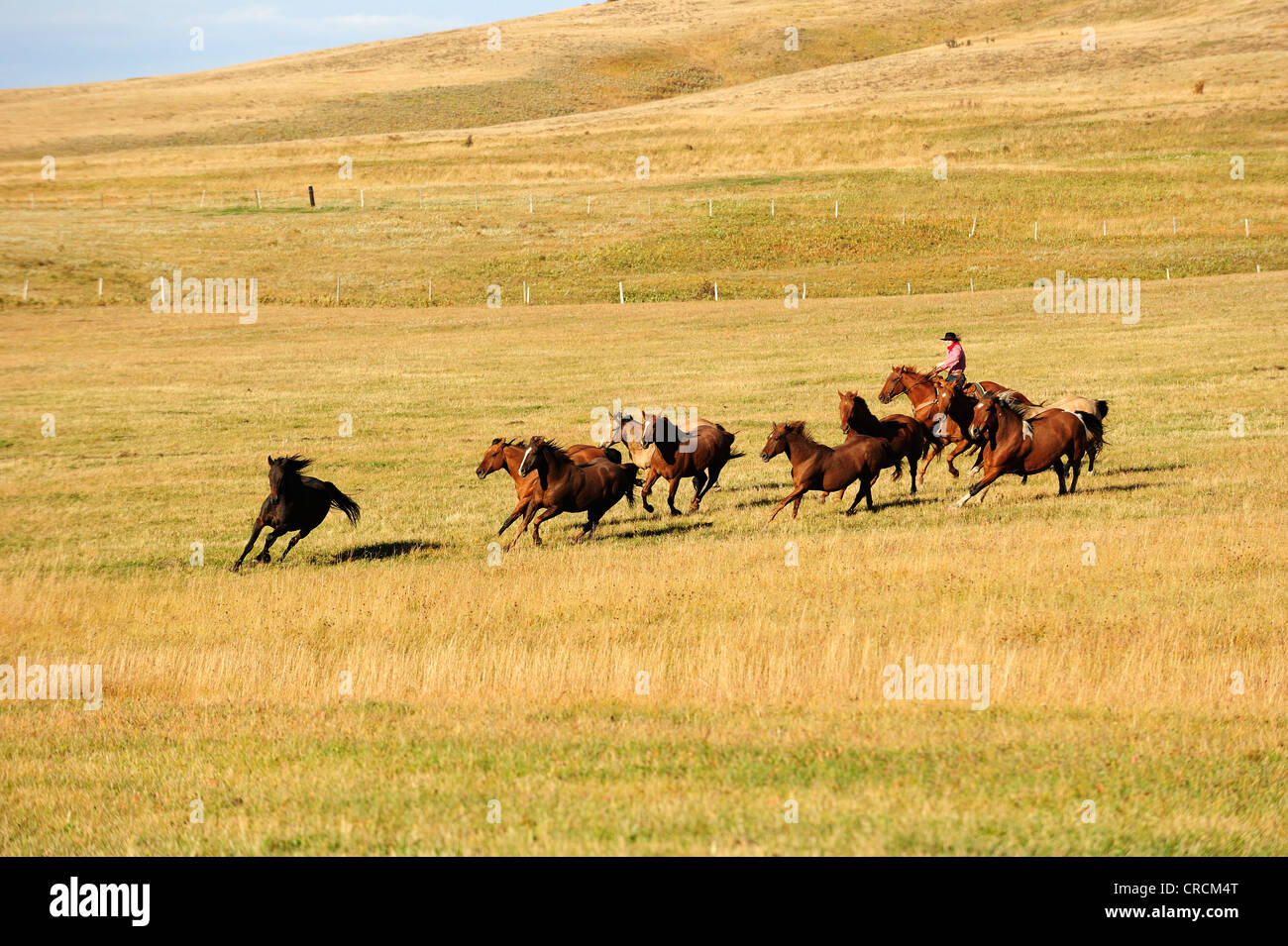 Cowboy driving horses hi-res stock photography and images - Alamy