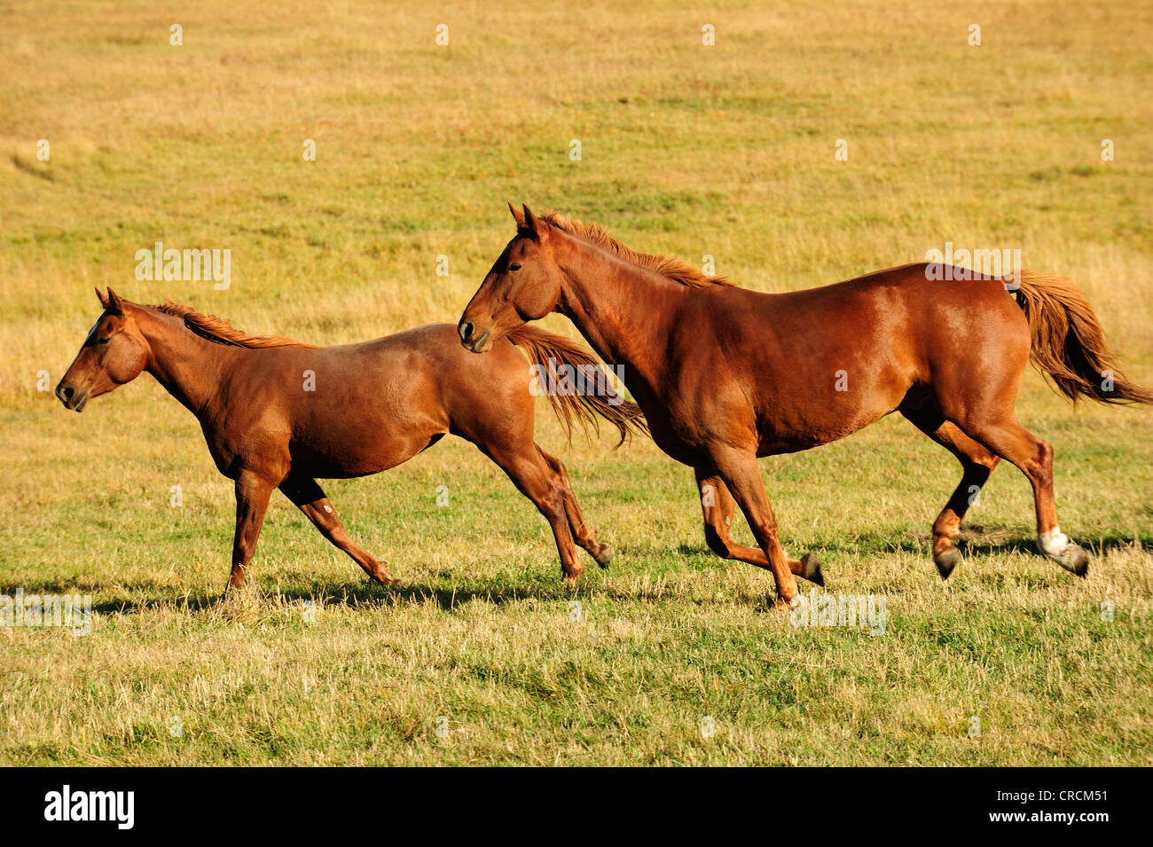 Horse herd galloping hi-res stock photography and images - Alamy