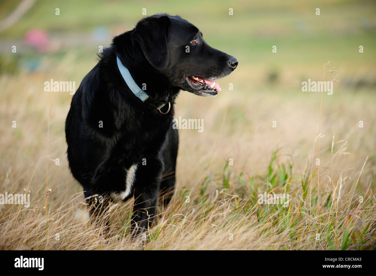 Are Labradors Canadian