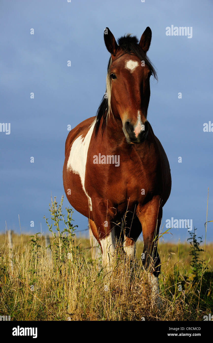 Mustang horse hi-res stock photography and images - Alamy
