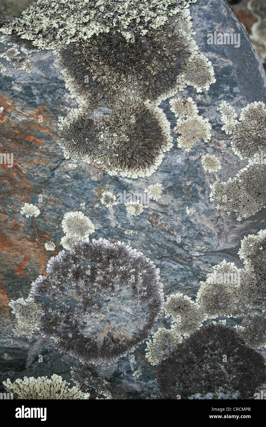 Lichen colonies hi-res stock photography and images - Alamy