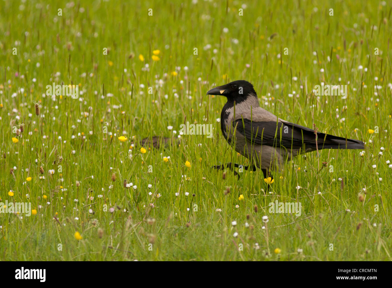 Hooded crow scotland hi-res stock photography and images - Alamy