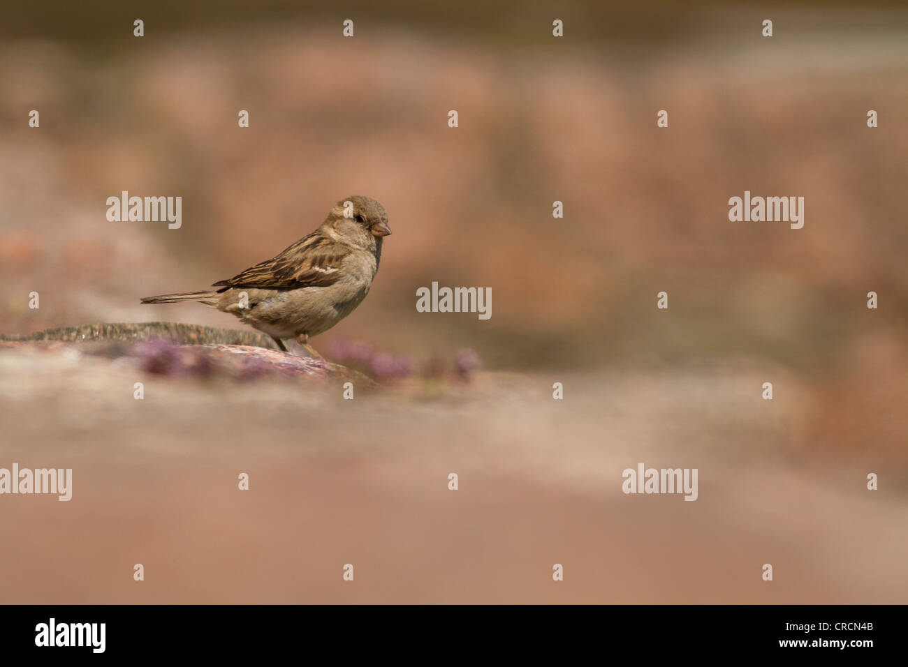 Female passer by hi-res stock photography and images - Alamy