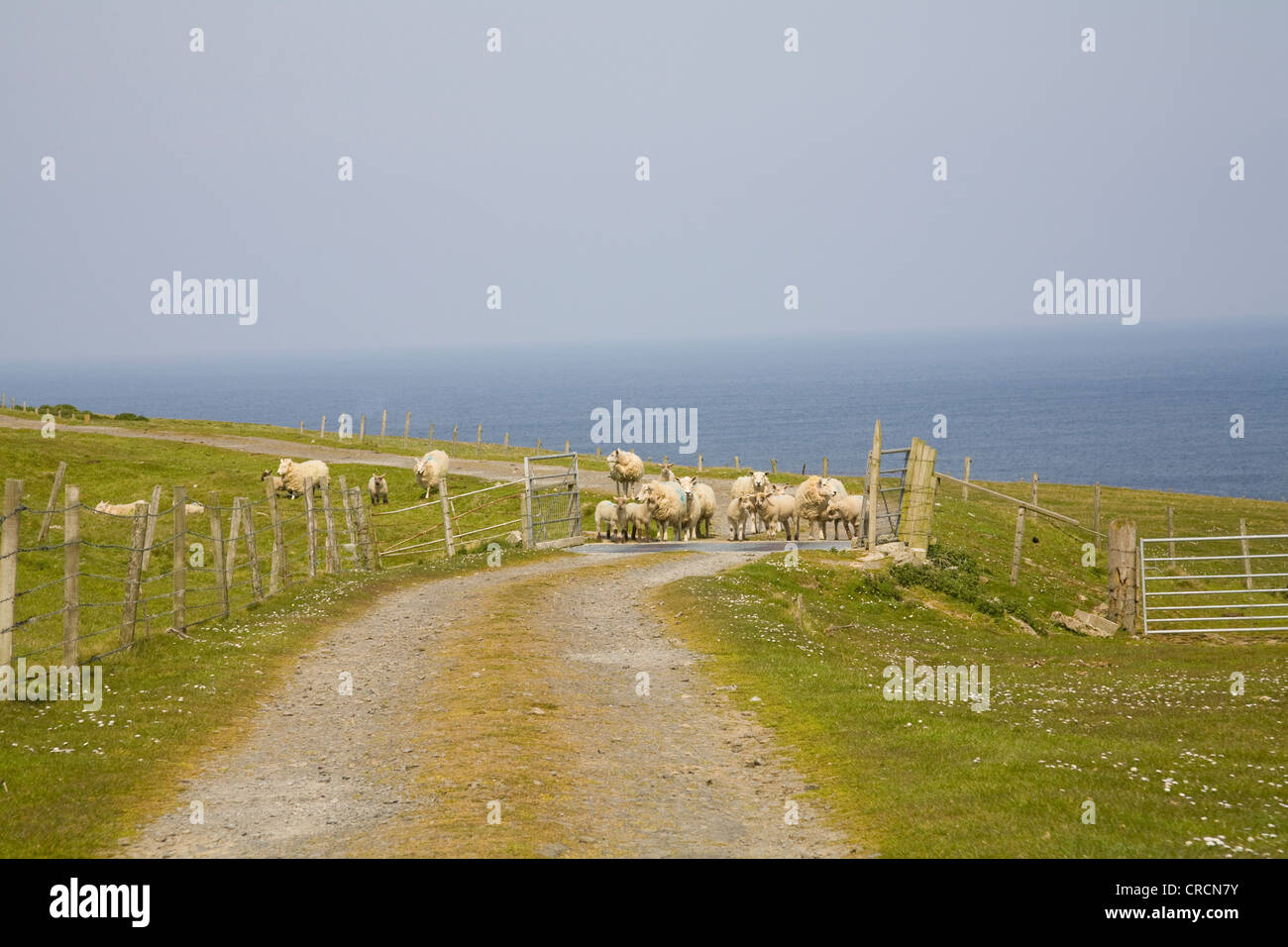 Sheep grid hi-res stock photography and images - Alamy