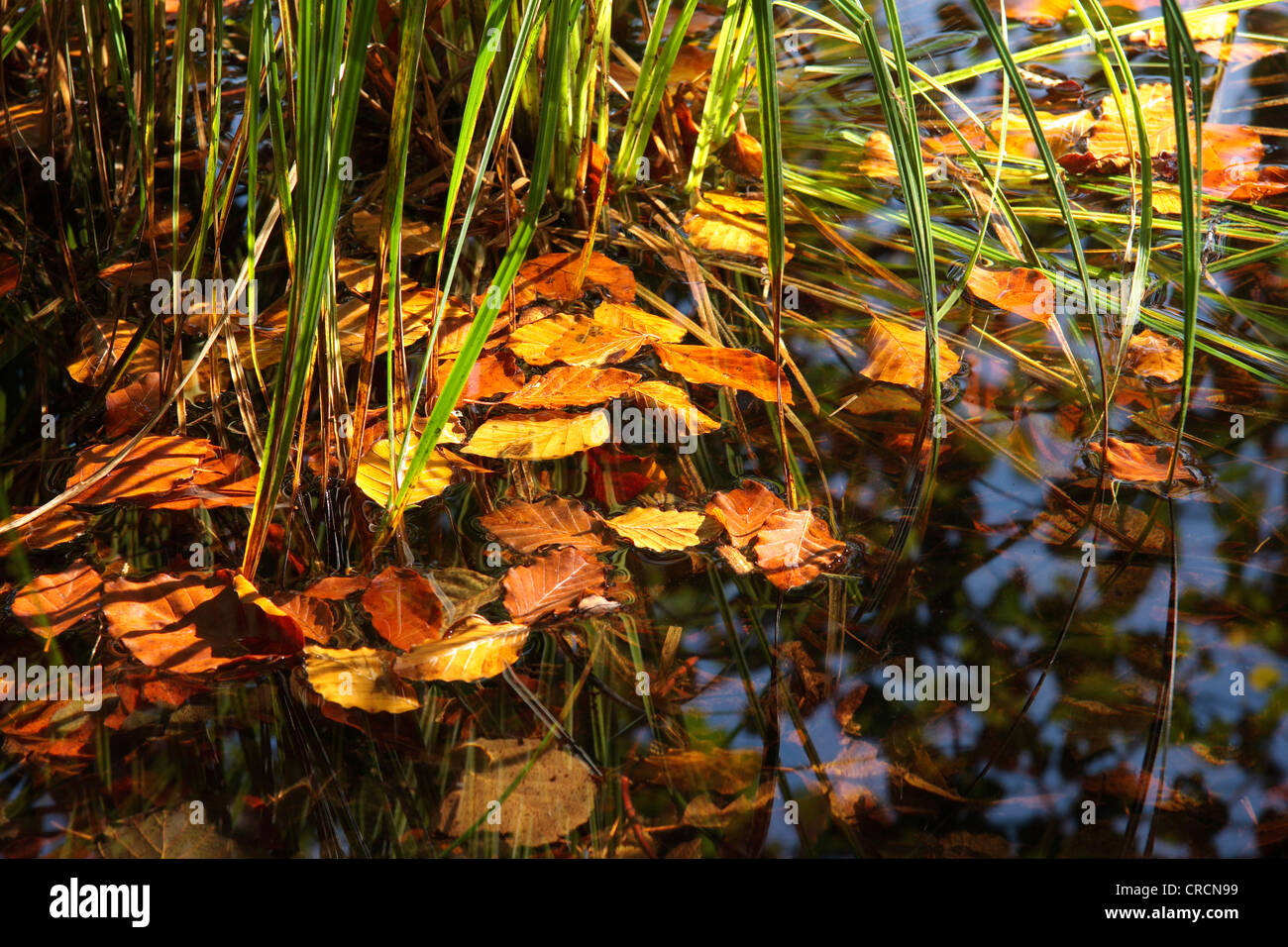 Water surface of the laengsee near kiefersfelden hi-res stock ...
